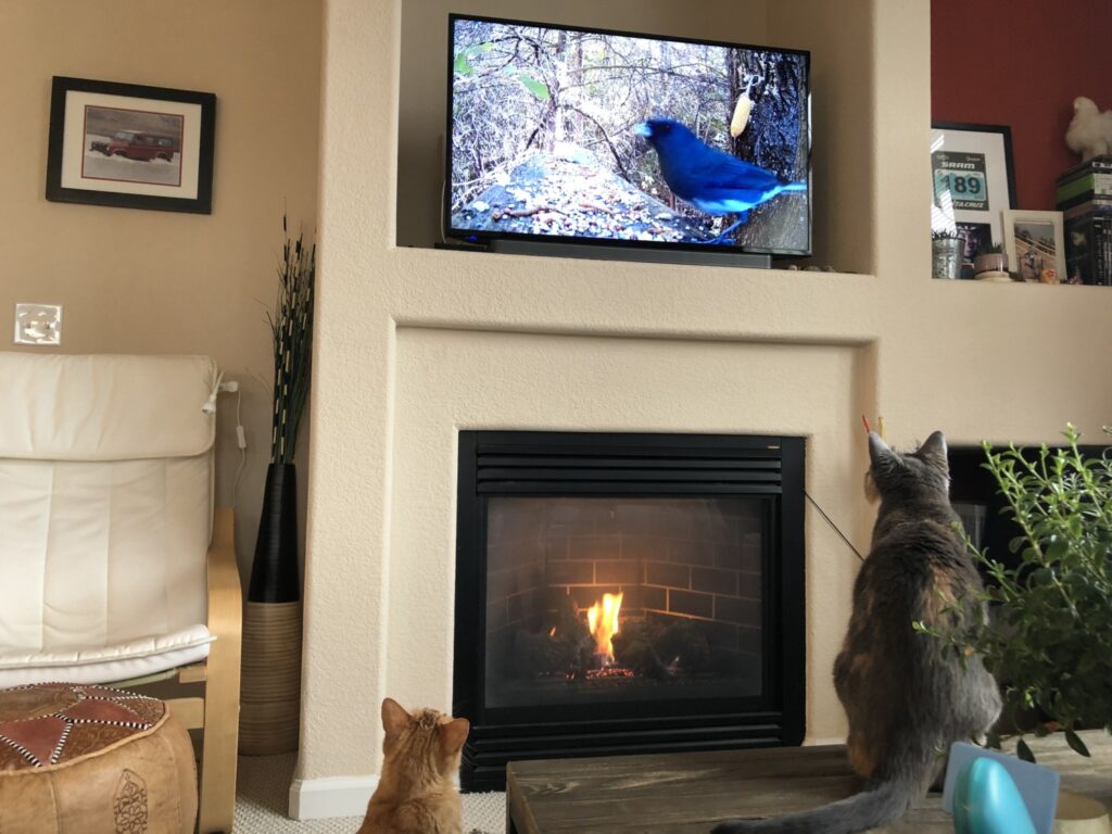 How To Keep Cat From Knocking Over TV- 7 Ways For Doing It